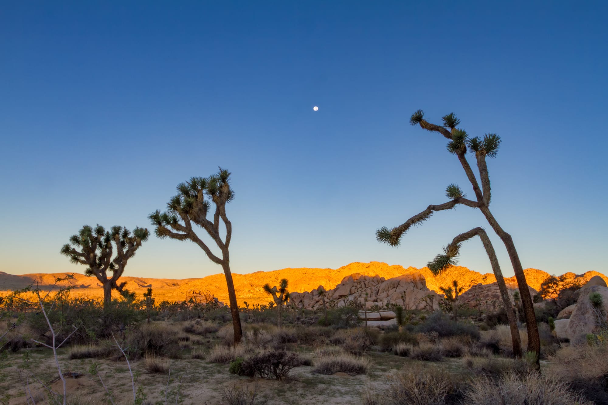 Joshua Tree Guide